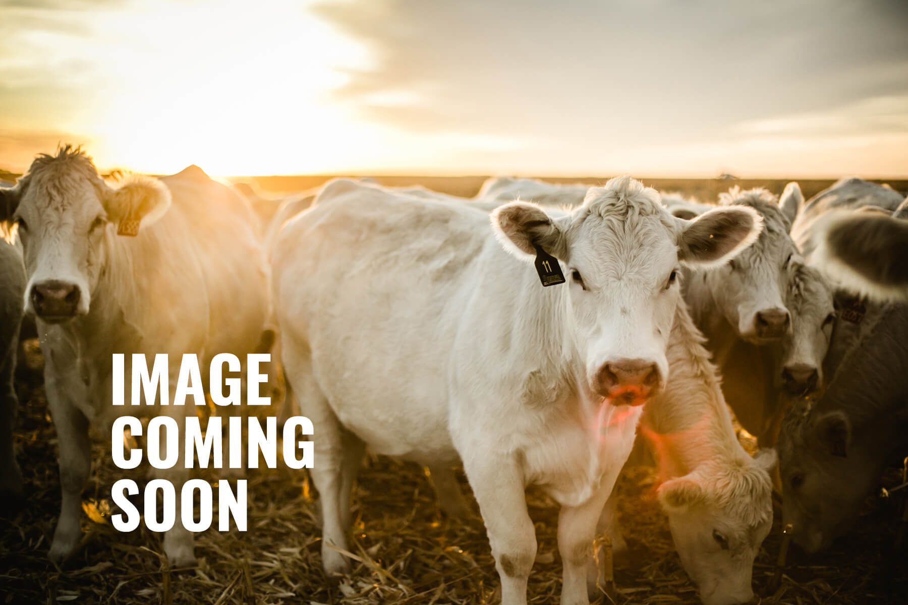 Feeding Operations - Full Circle Cattle Company